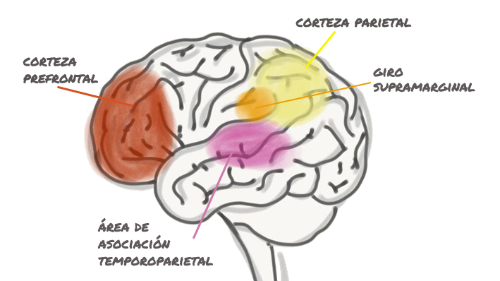 Cerebro y matemáticas – Sinaptopía